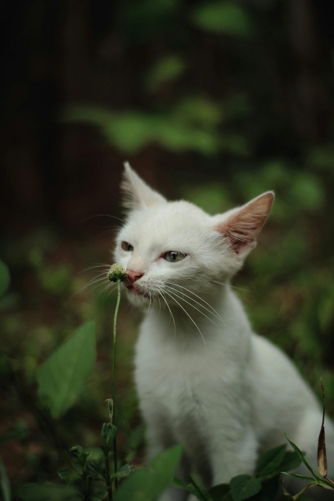 La domesticación del gato: un viaje milenario junto al ser humano - MUVET
